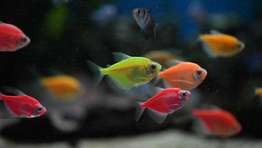 12 hardy and colorful fish for beginner aquariums