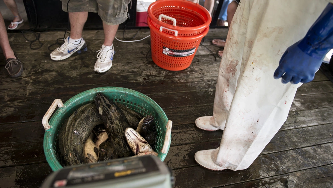 Invasive fish threatening US ecosystems