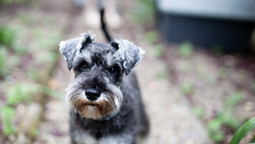 5 charming bearded dog breeds and their care