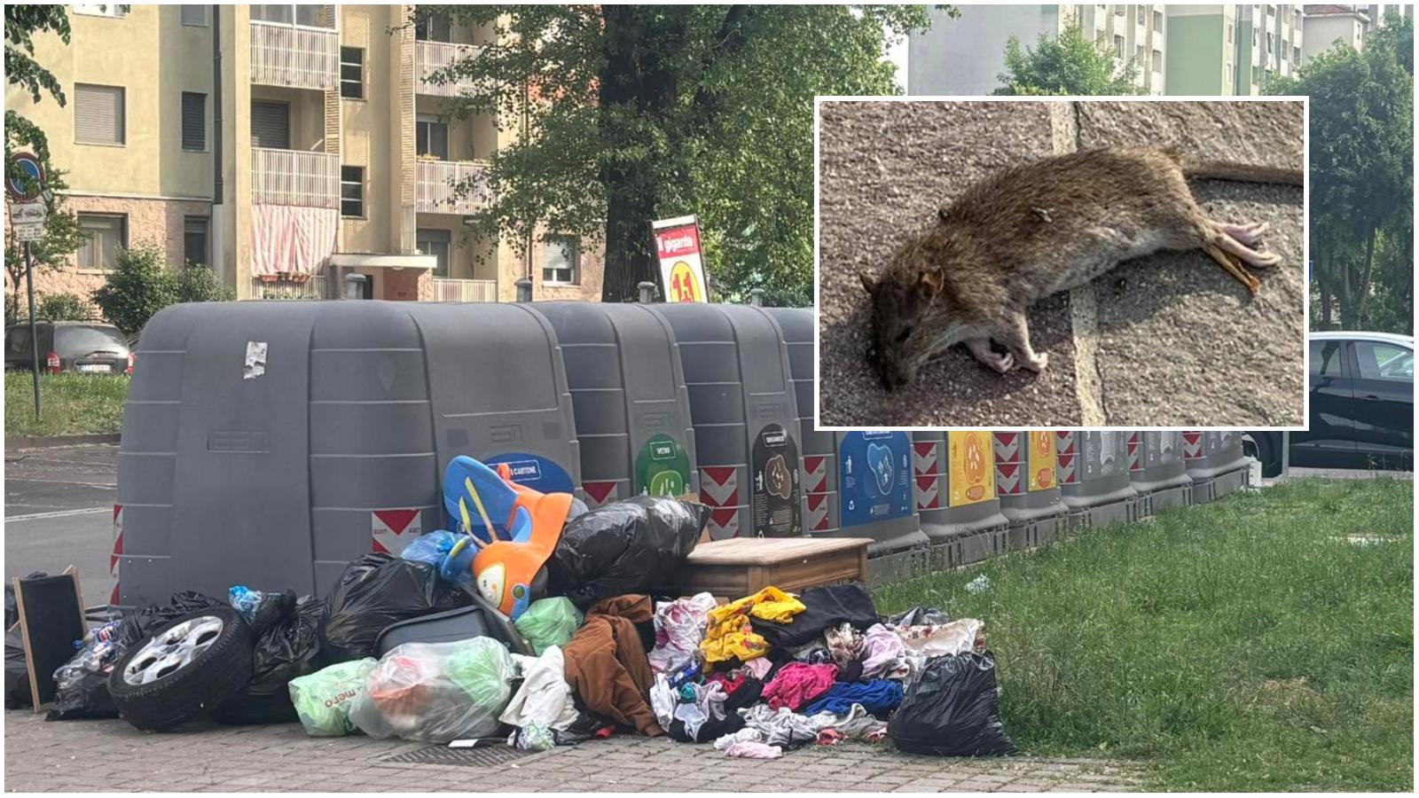 Rozzano, cittadini assediati dai topi nel quartiere Aler: "Abbiamo ...