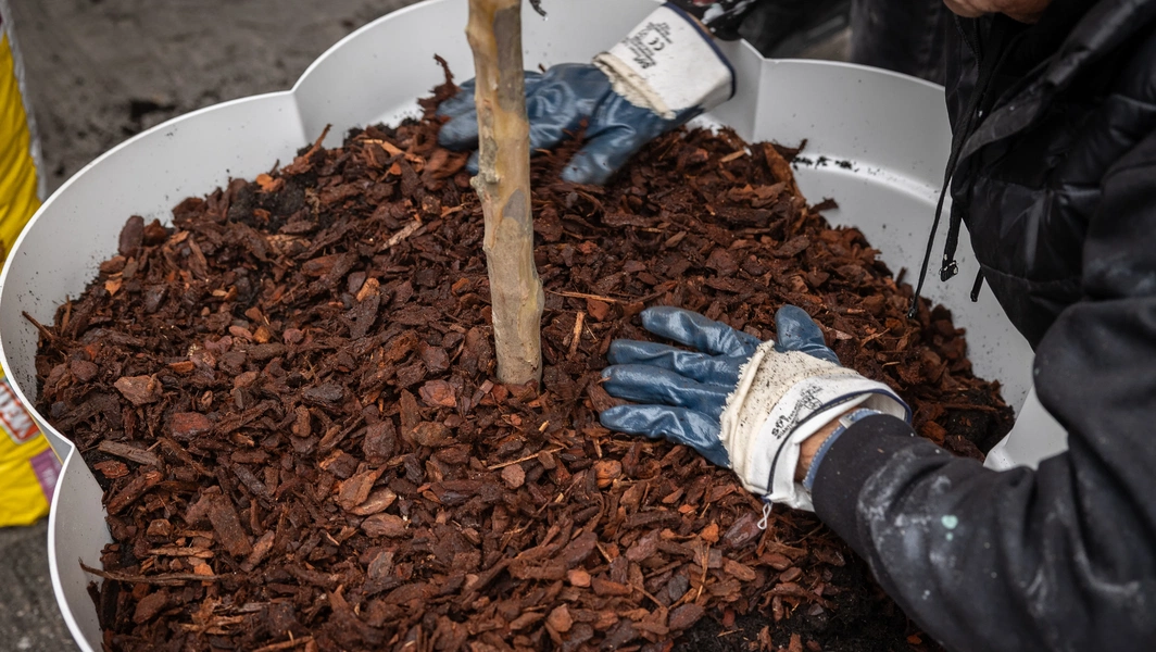 8 effective methods to conceal and protect tree roots