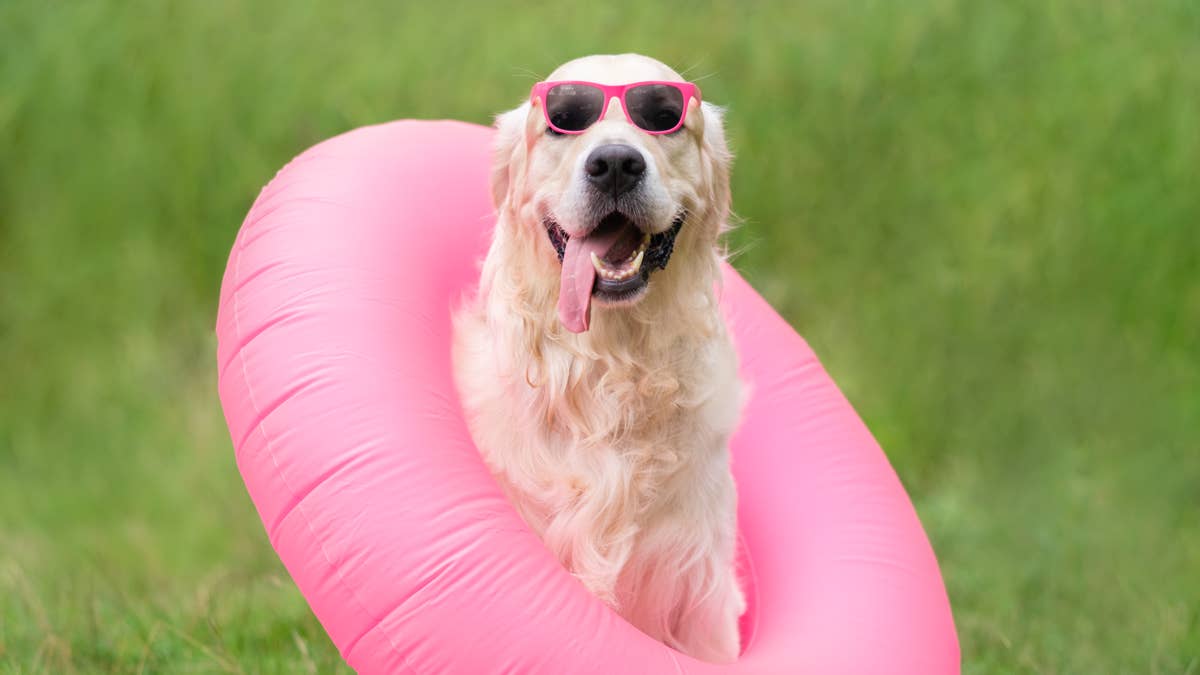 Golden retrievers order ice cream from floatie like summer icons