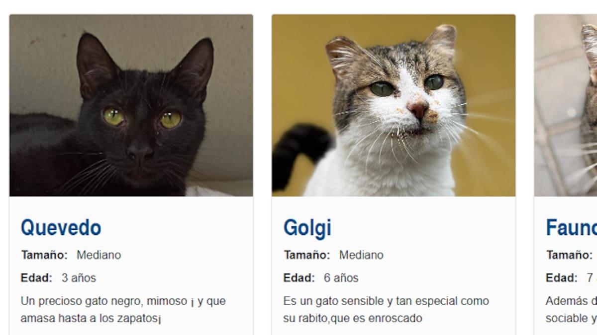 Impulso a la adopción responsable de mascotas con ferias y nuevas ...
