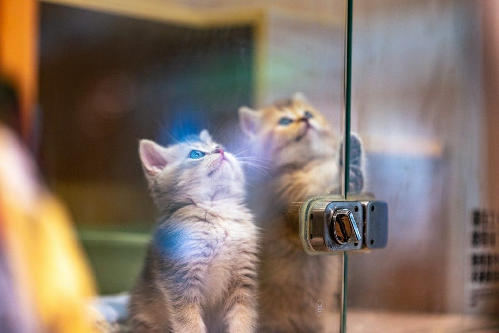 How an overgrown pit bull adopted a tiny kitten