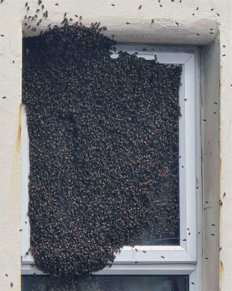 Swarm of thousands of bees descends on coastal residential road in ...