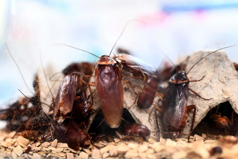Cockroaches, employees who didn't wash hands, filth at Wichita KS ...