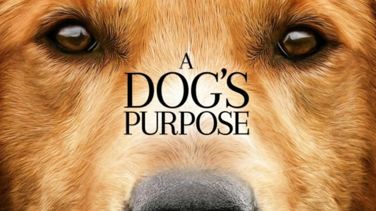 The emotional story of Bailey: A dog whose love transcended lifetimes ...