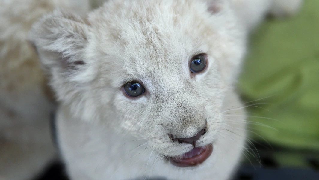 14 of the world’s most expensive animals