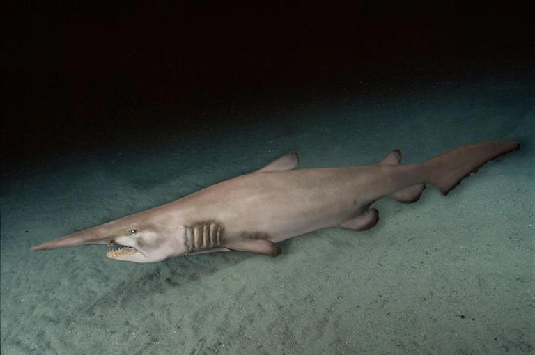 Real-life 'alien' shark from dinosaur era filmed alive for first time ...