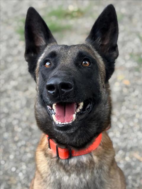 Yolo County Animal Shelter 'Pets of the Week' June 7 through 13
