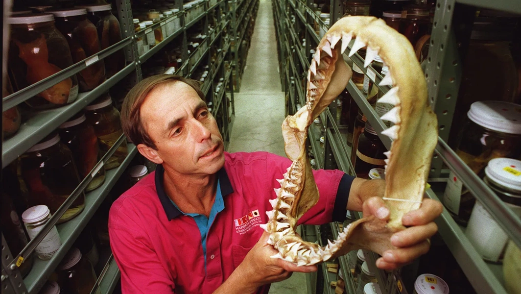 5 sharks with the most powerful bites