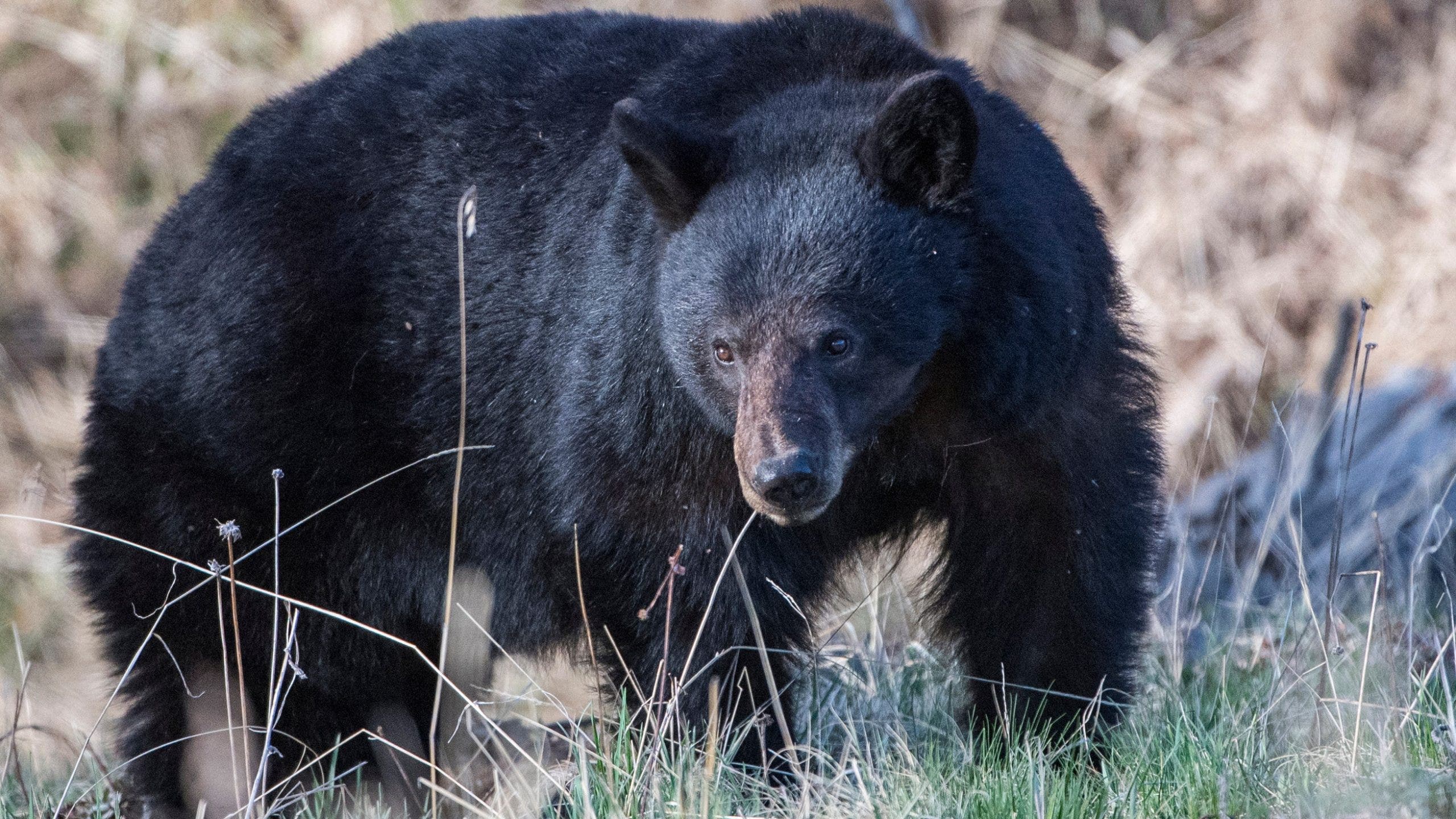 California couple fights off 70-pound black bear with hatchet and water ...