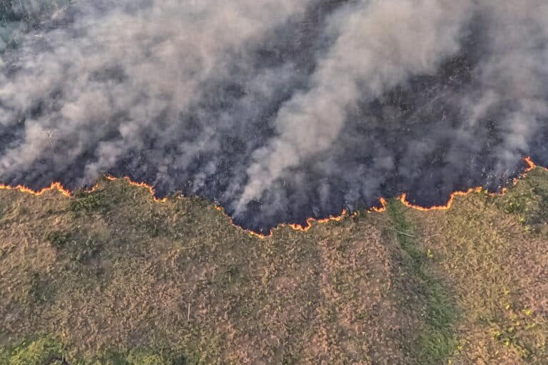Amazon deforestation alerts fall to lowest 12-month level since 2014 ...