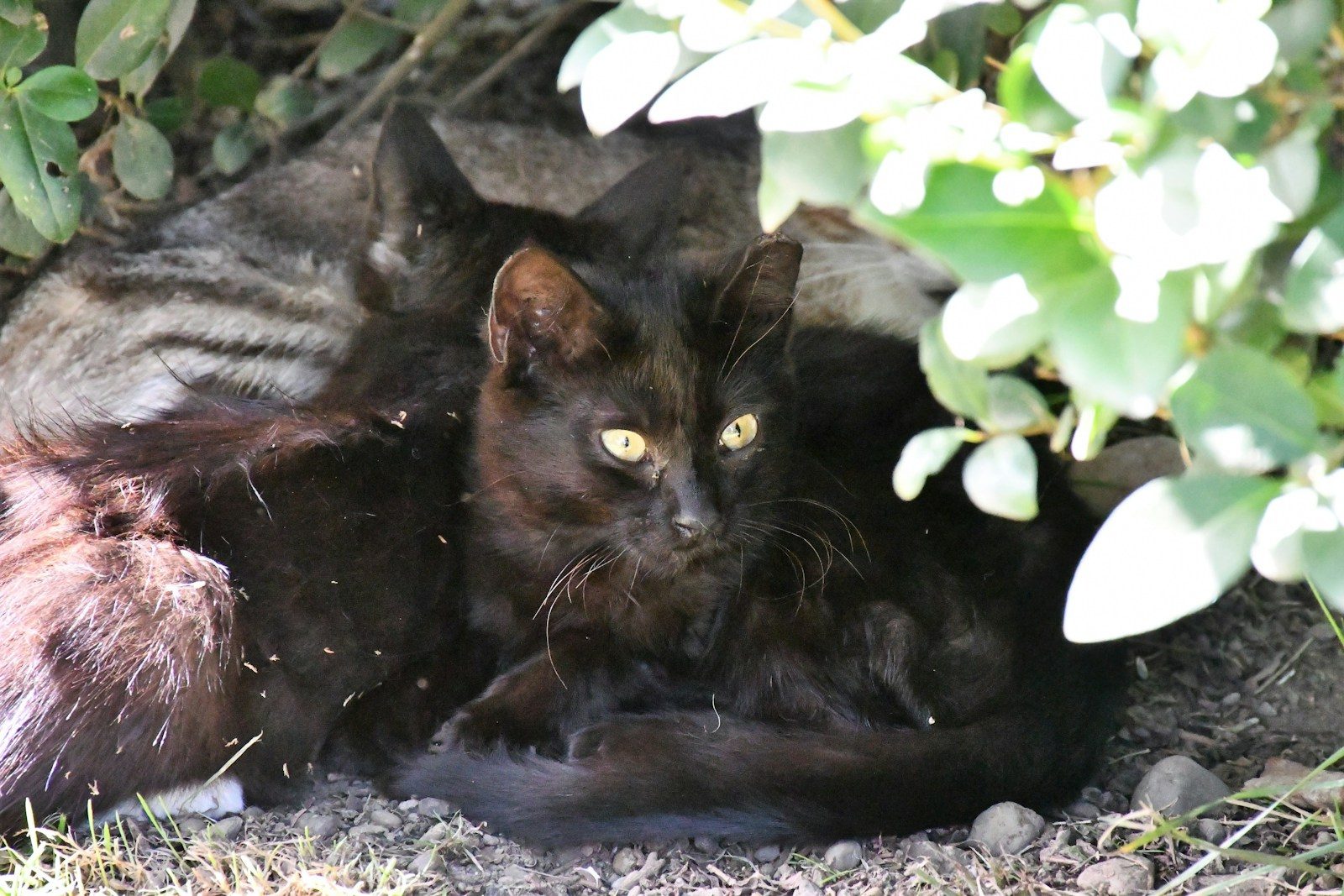 The miracle rescue of five kittens born stuck together