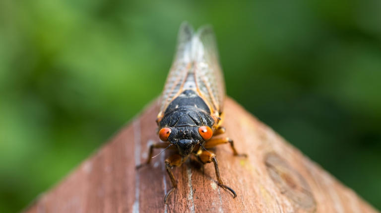 Cicadas are showing up four years early and scientists say it's part of ...