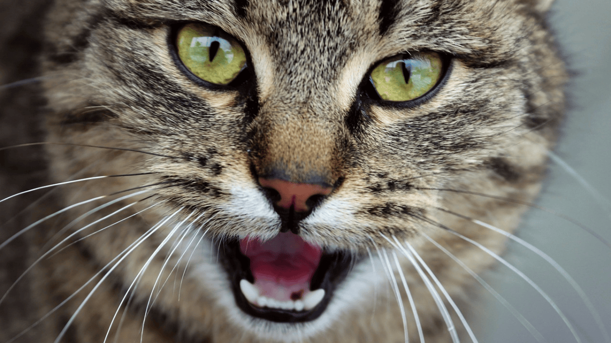 Why do cats hate water? Scientists explain the real reason
