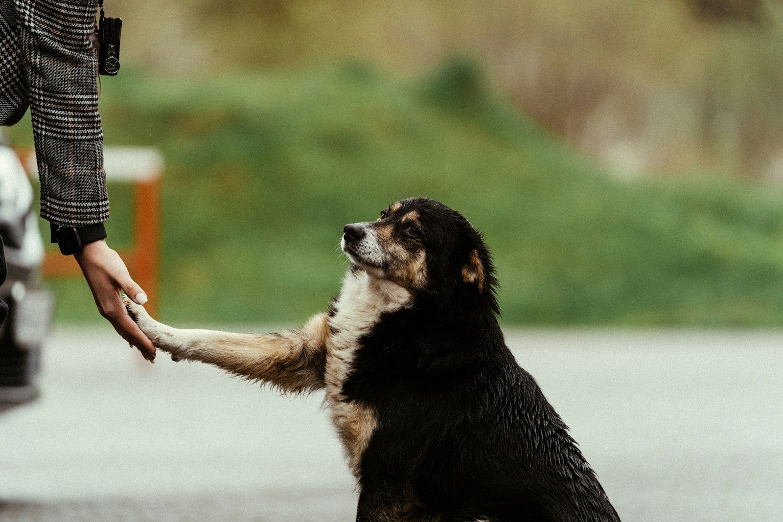 Lonely shelter dog melts hearts by holding a volunteer’s hand
