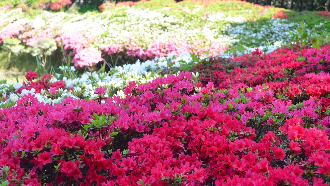 Essential tips for healthy, blooming azaleas