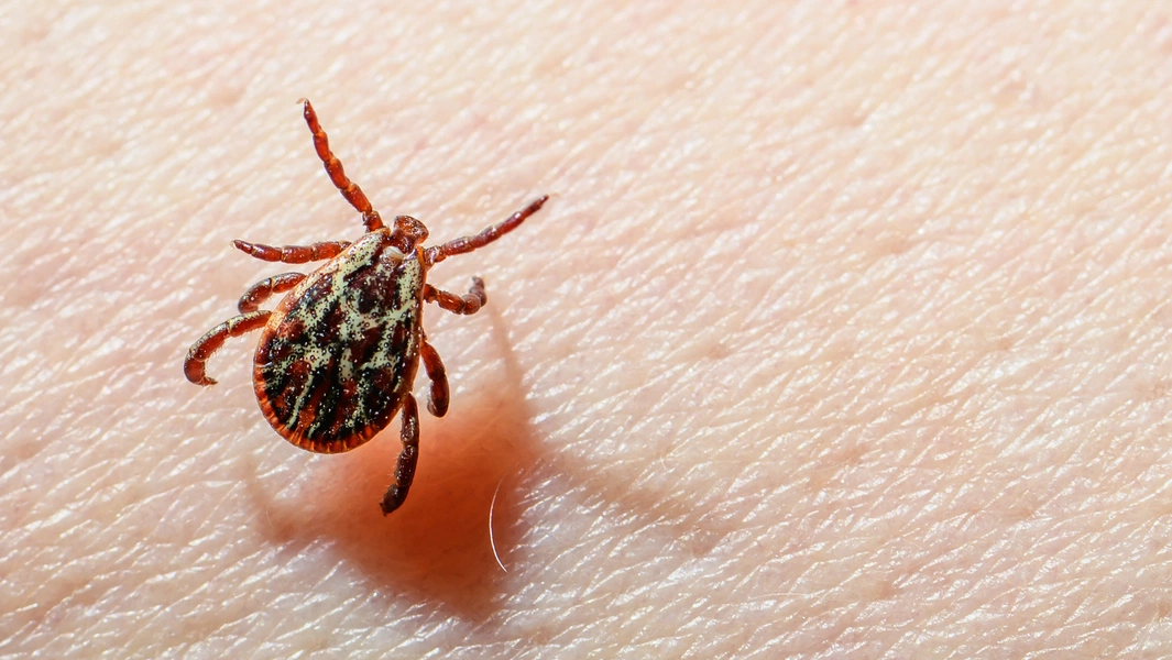Rising tick populations and expanding disease risks