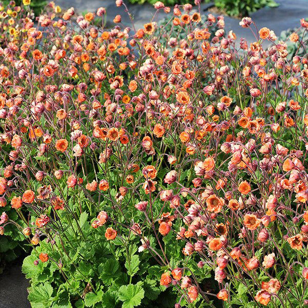 This perennial is quietly replacing petunias – it's just as colorful ...