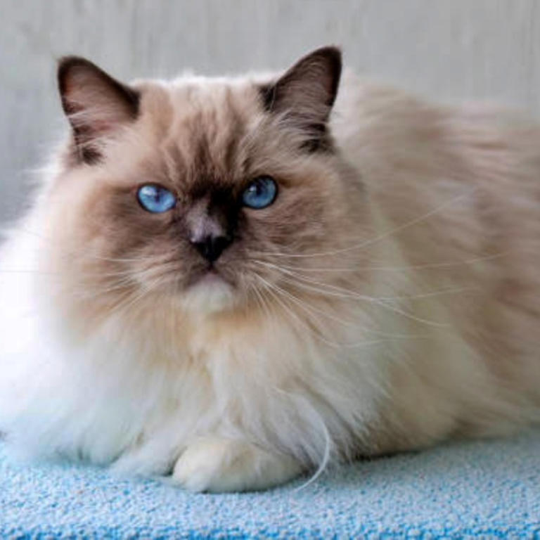 What breed of cat are you? Your zodiac sign has the answer.