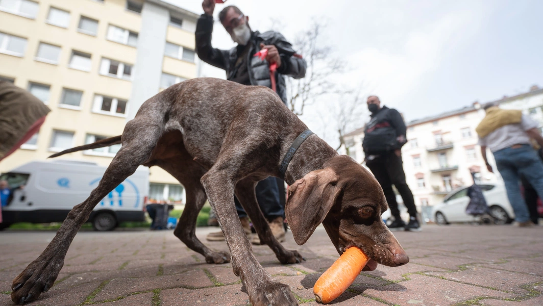 5 healthy and safe snacks for dogs