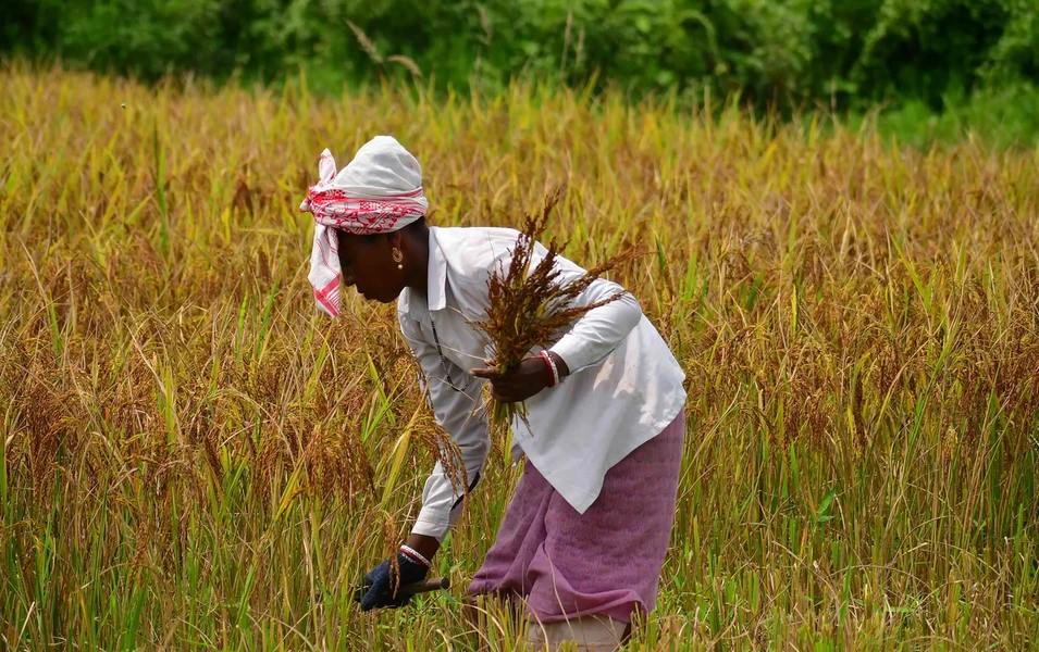 India marks record farm output as exports and credit surge