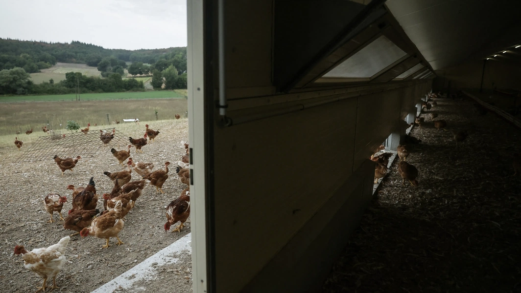 15 low-cost strategies for raising backyard chickens