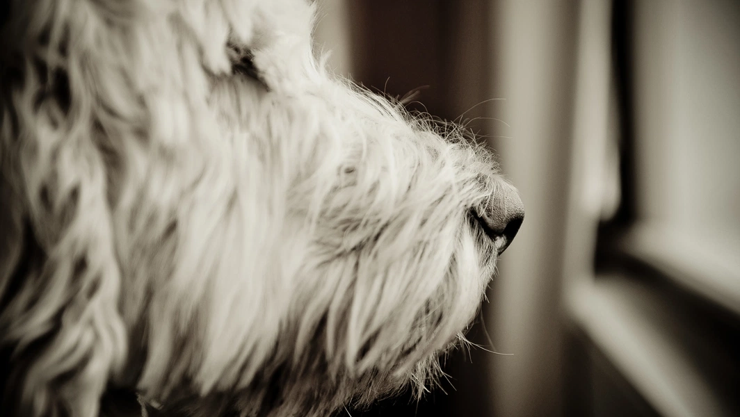 Reading your dog's silent warnings matters most