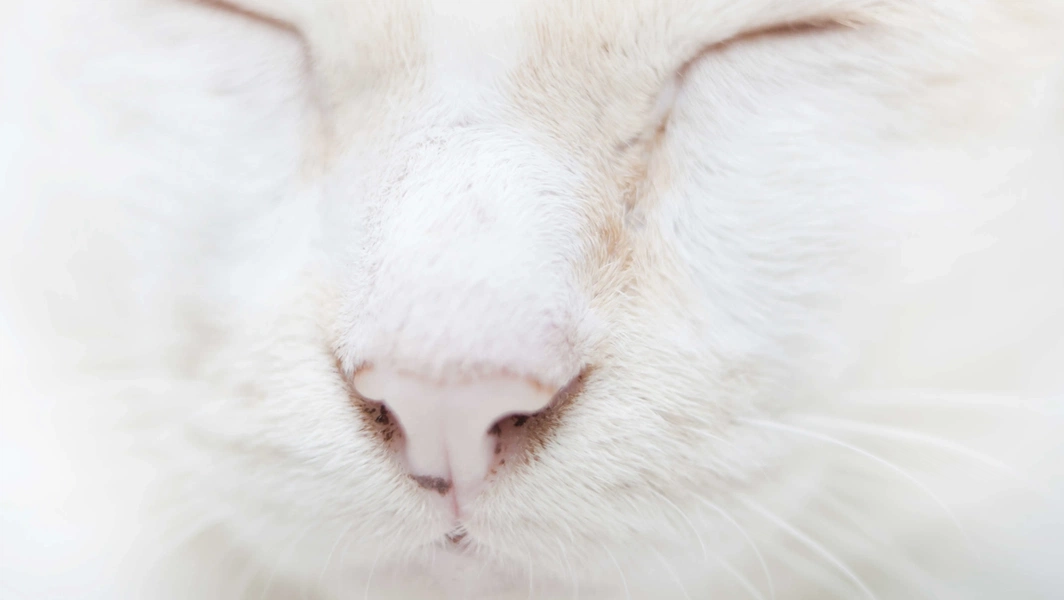 8 cat breeds with spiritual and emotional benefits