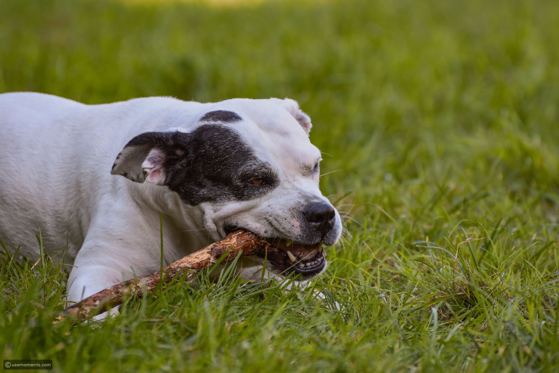 Why dogs eat grass and what it could mean for their health