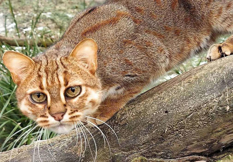 Rusty-spotted cat, Ravindu, dies at Port Lympne Reserve in Hythe aged 15
