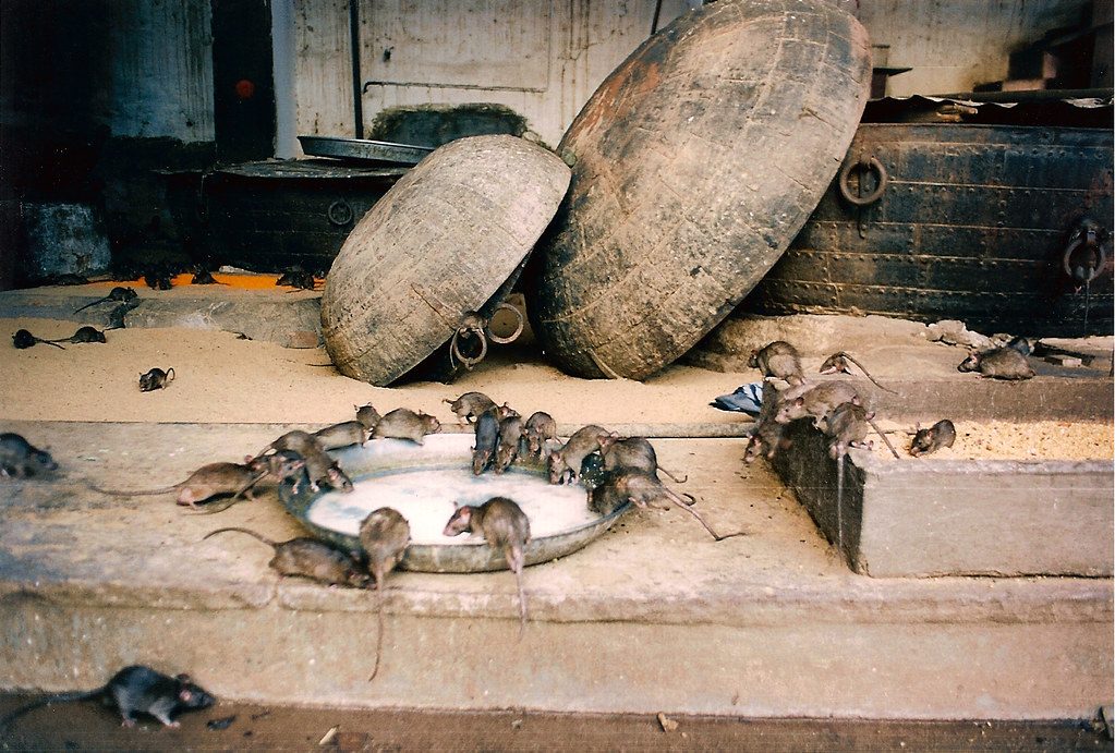 Temple of 20,000 rats: Inside India’s most unusual place of worship
