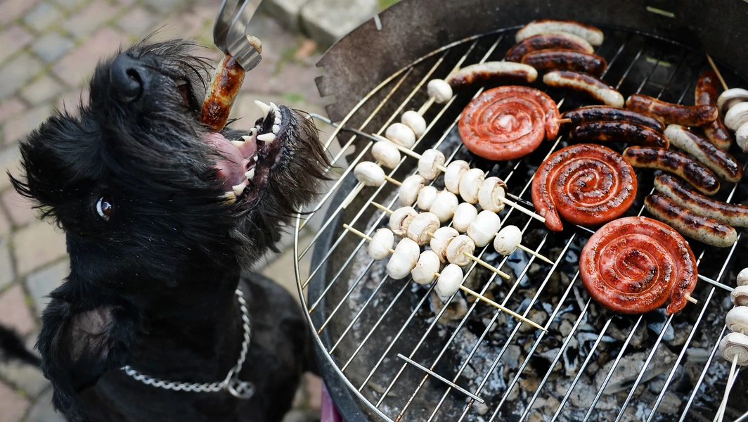 Scents dogs love and avoid