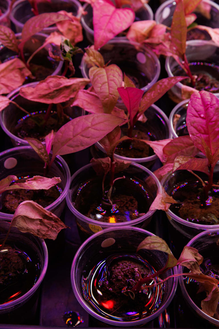 How North Carolina scientists are growing a solution to mining's toxic ...
