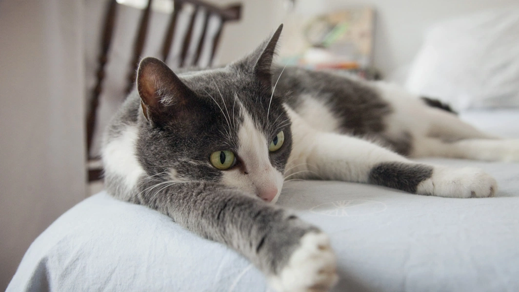 8 signs your indoor cat needs more fun