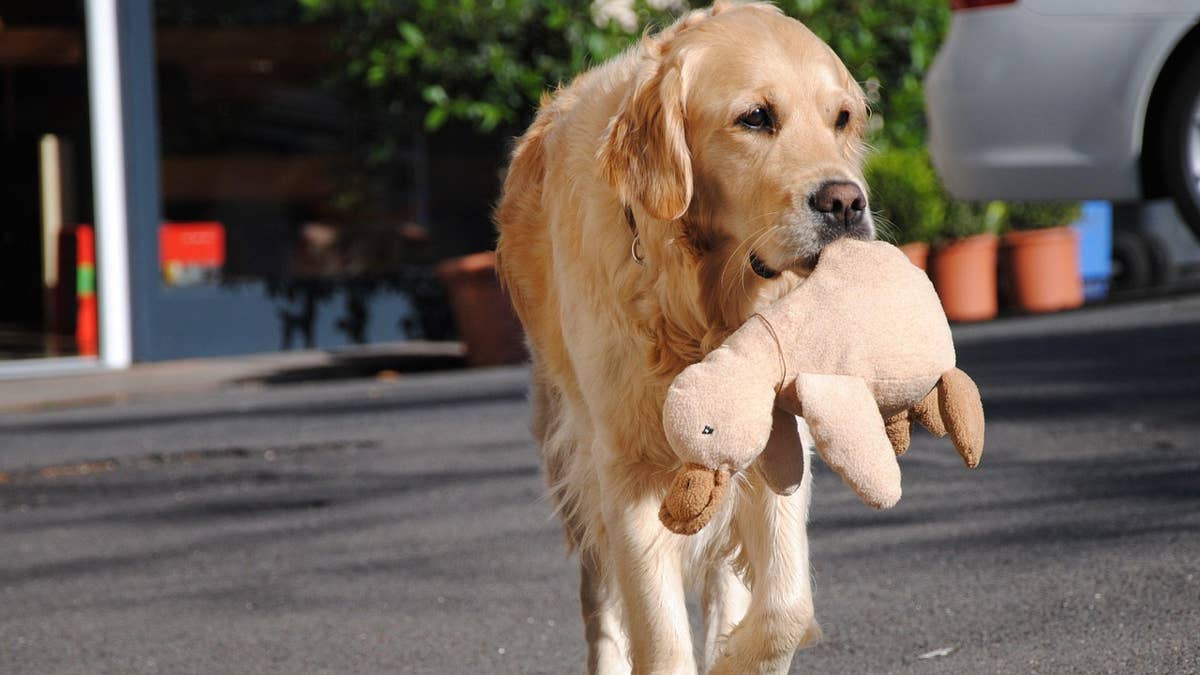 Golden retriever's live armadillo gift causes absolute chaos inside house