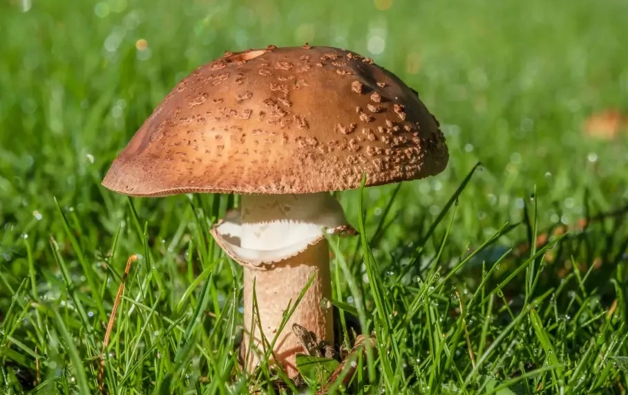 First global map reveals vast carbon-storing fungal networks