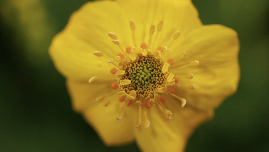 Geums steal spotlight from petunias at Chelsea Flower Show