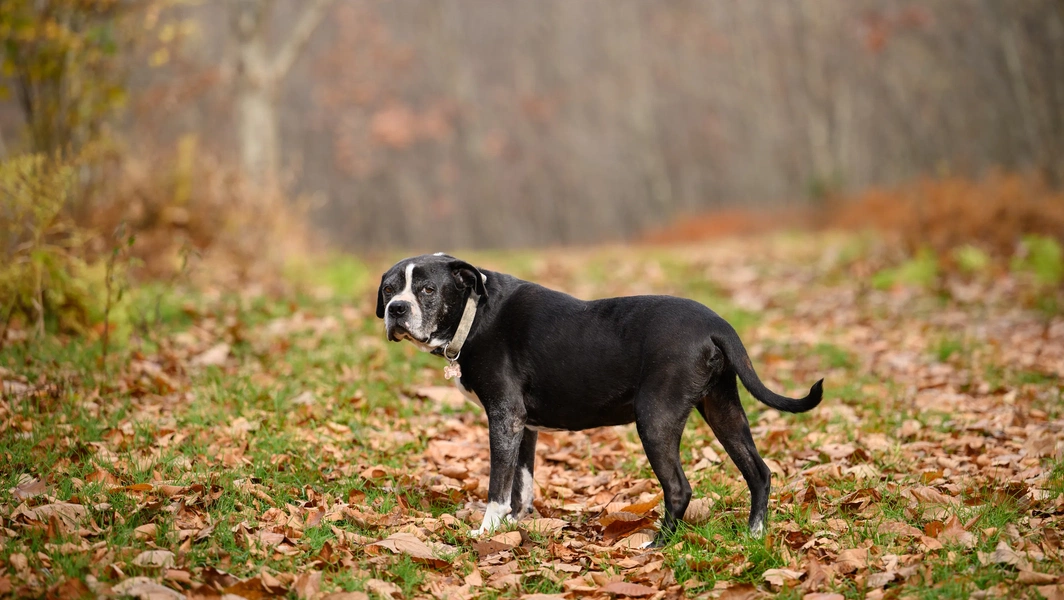 Why American bulldogs steal so many hearts