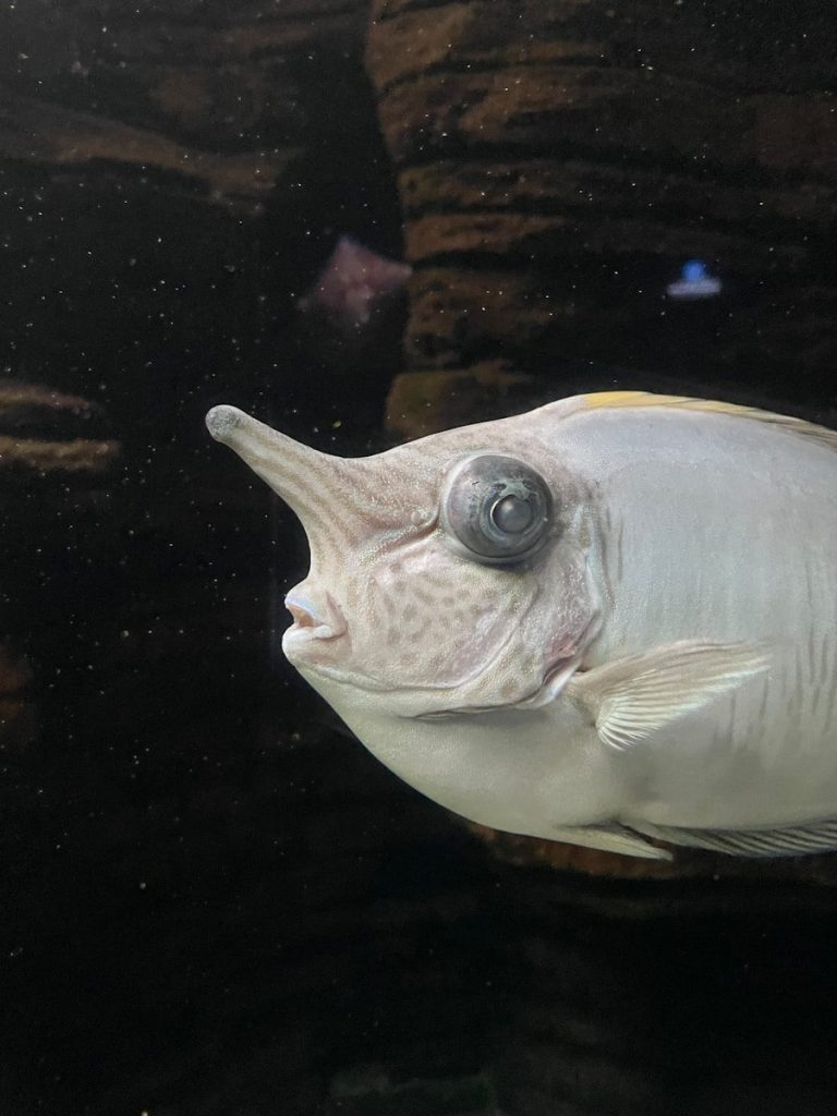 6 animals often called the most useless in the world