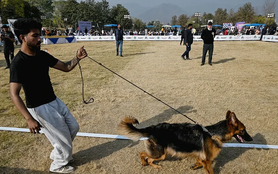 Finding the perfect family guard dog match