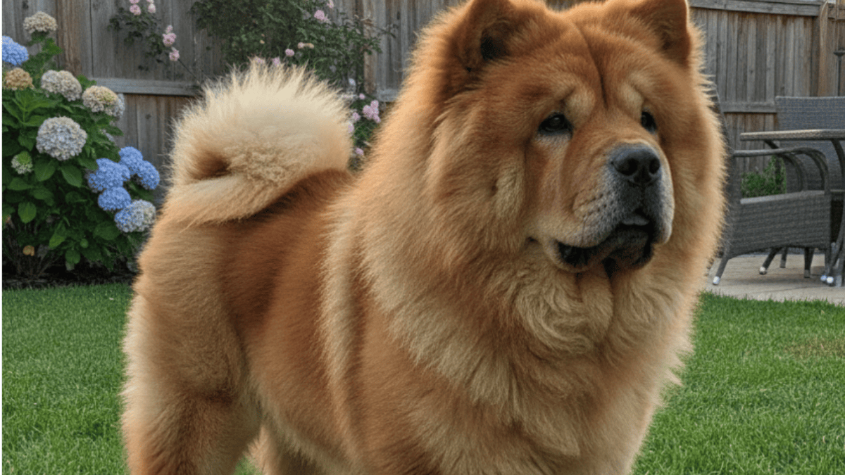 They have an attitude, but these 10 dog breeds will protect you at all ...