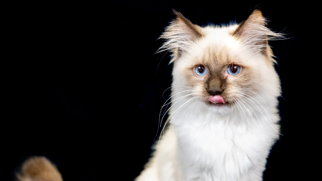 5 popular cat breeds and their unique traits