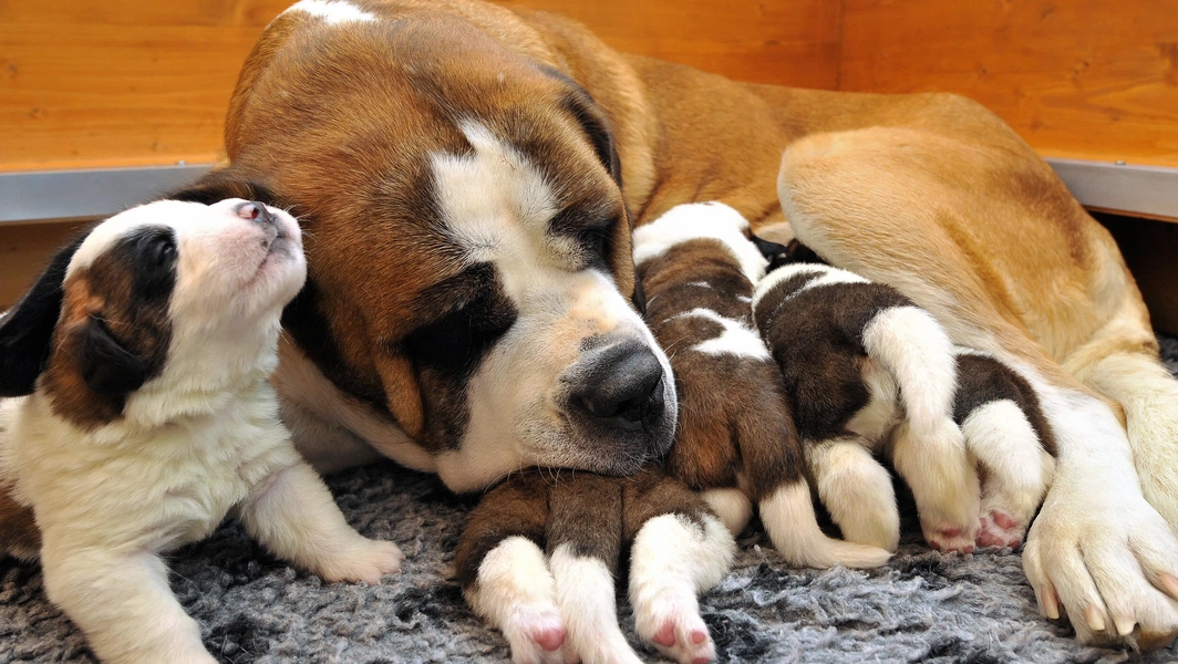 Understanding why dogs lick people