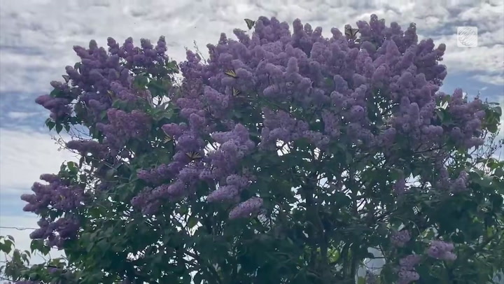 A kaleidoscope of butterflies on a flowering tree