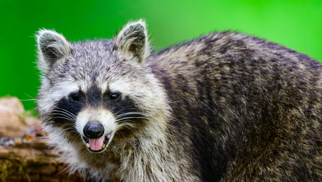 7 animals poised to thrive after humans