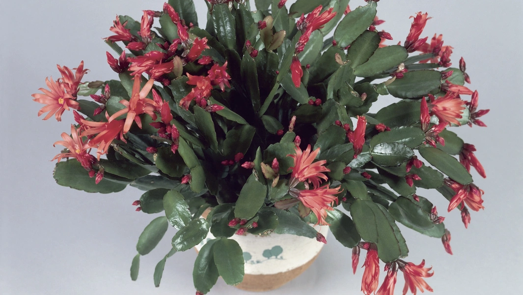 Simple steps to enjoy Christmas cactus blooms