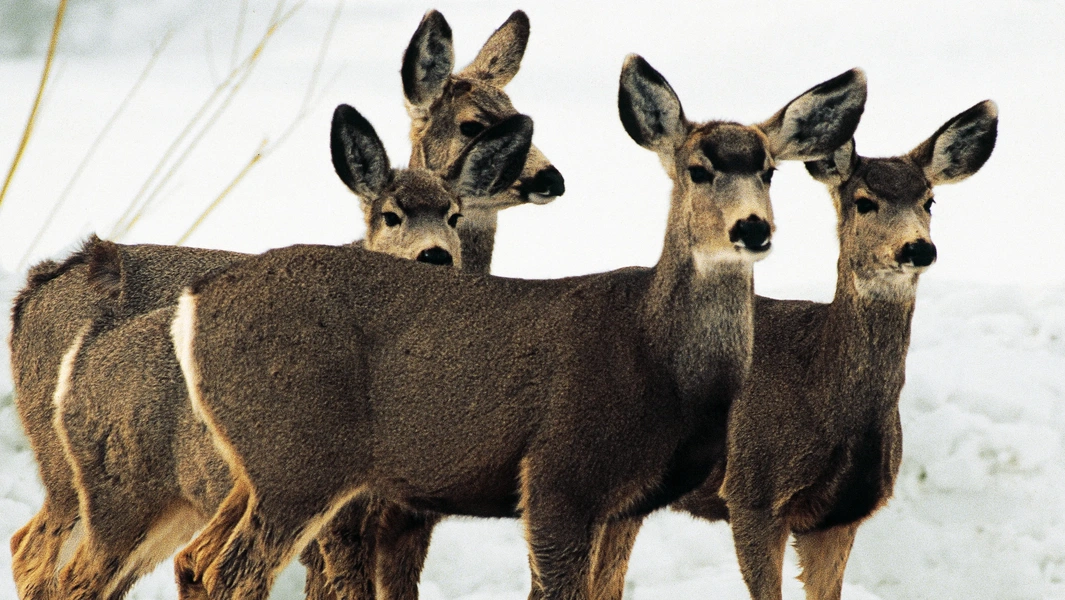 22 animal behaviors signaling predator presence