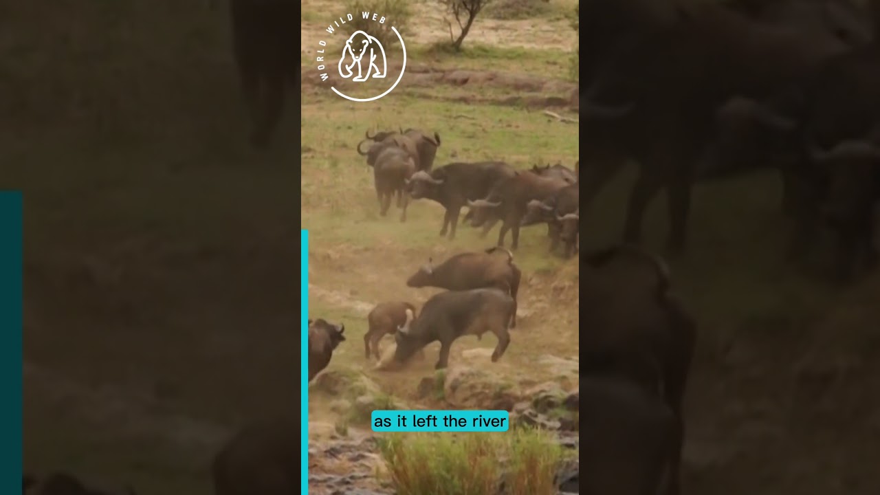 How this buffalo calf outran two lions!